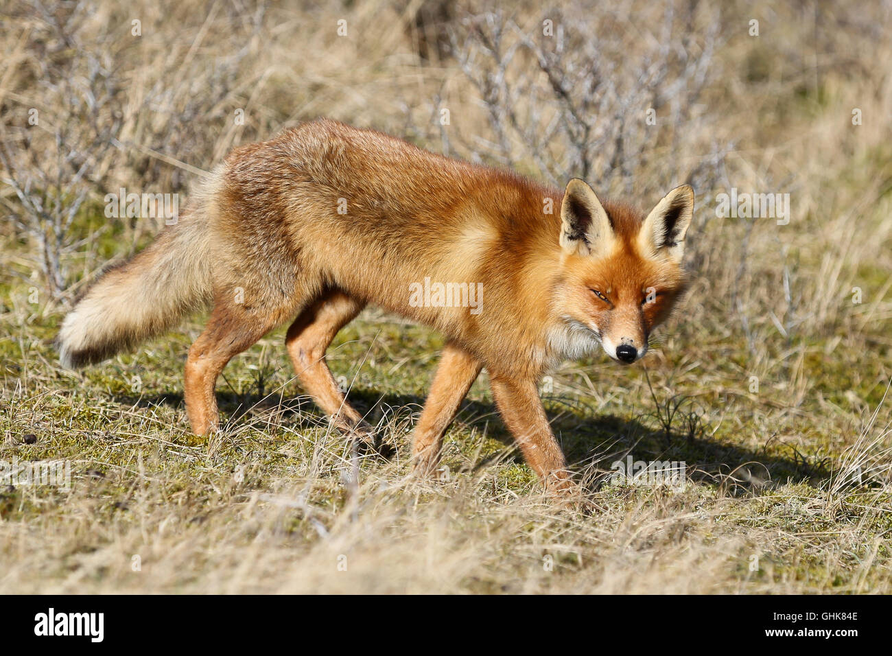 a wild red fox walking in the sun at the Amsterdamse Waterleiding ...