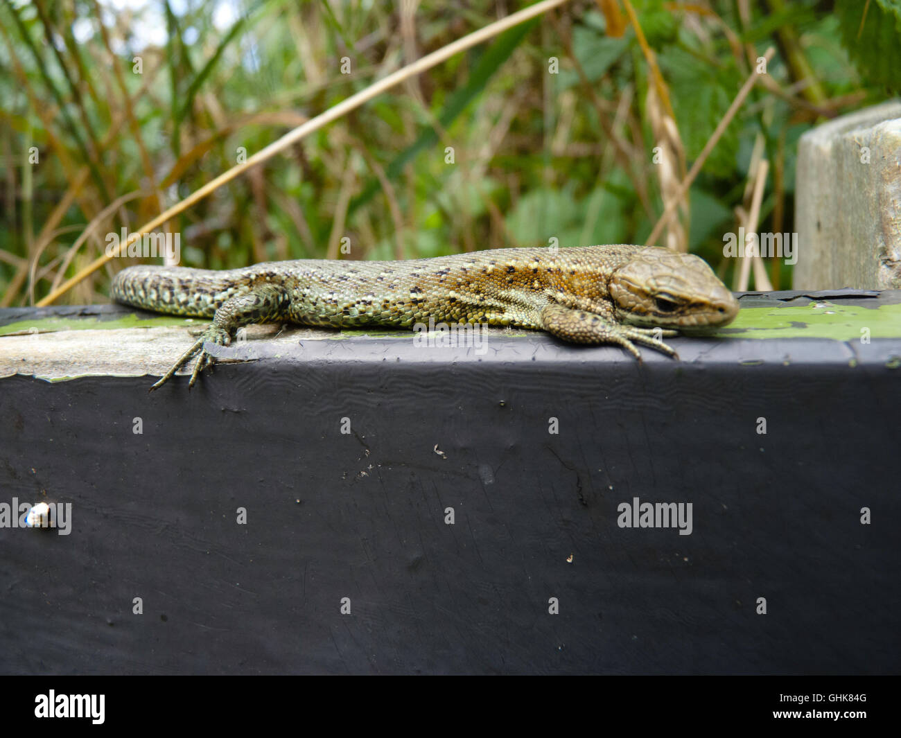 Sandscale sandscale haws hi-res stock photography and images - Alamy