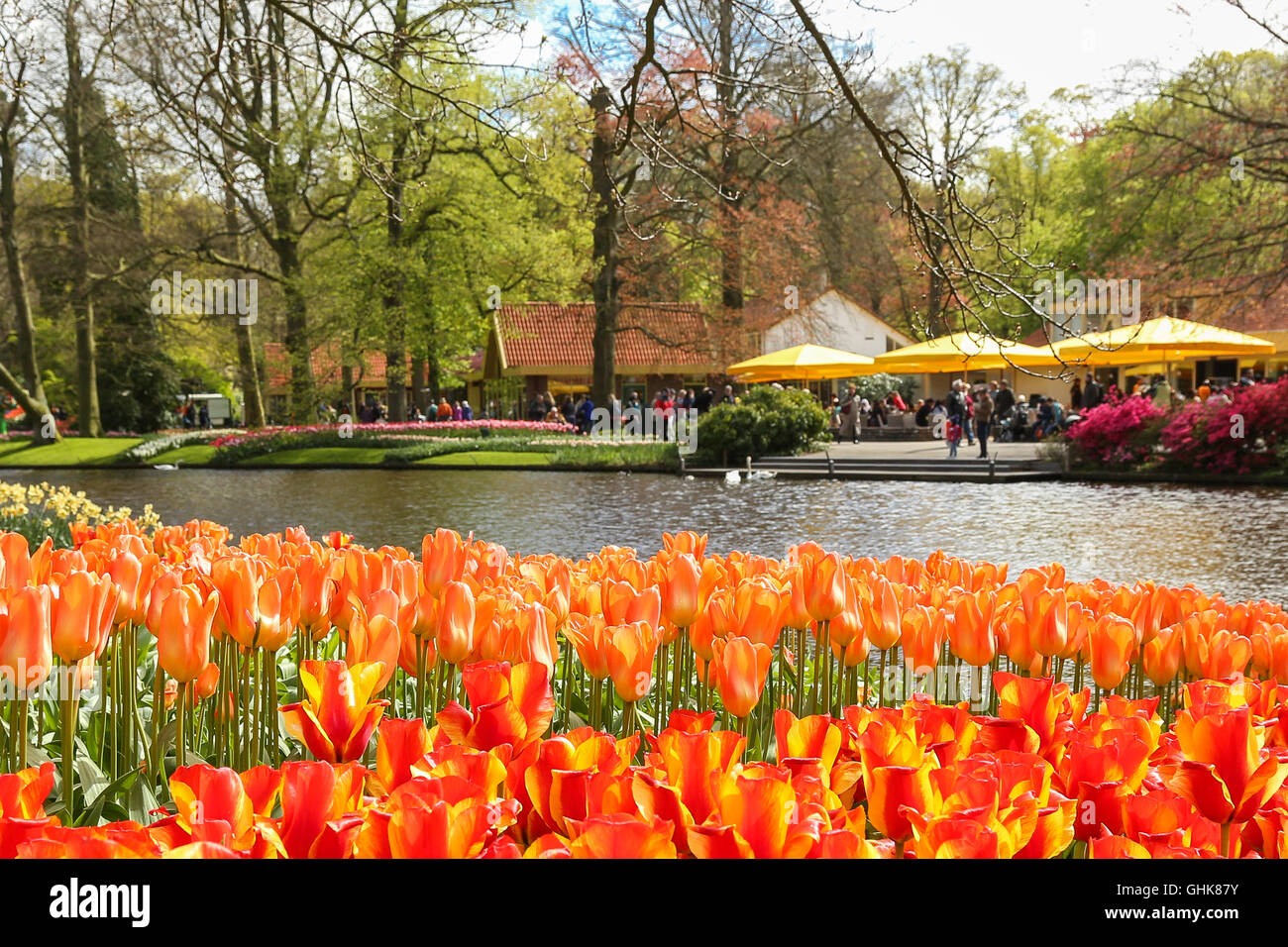 Beautiful tulip flower garden in spring, Holland Stock Photo - Alamy
