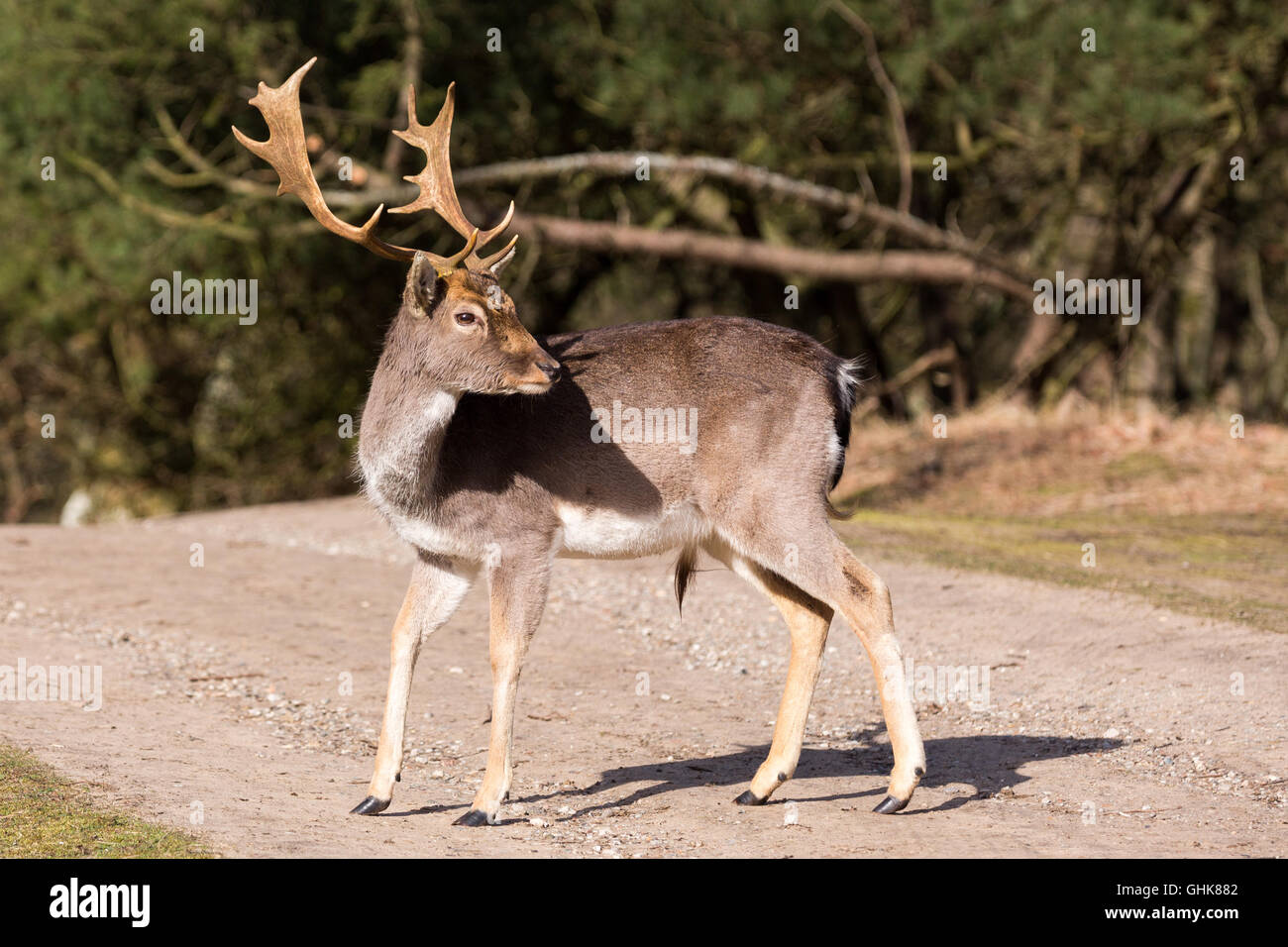 Whitetail deer with large rack in spring Stock Photo - Alamy