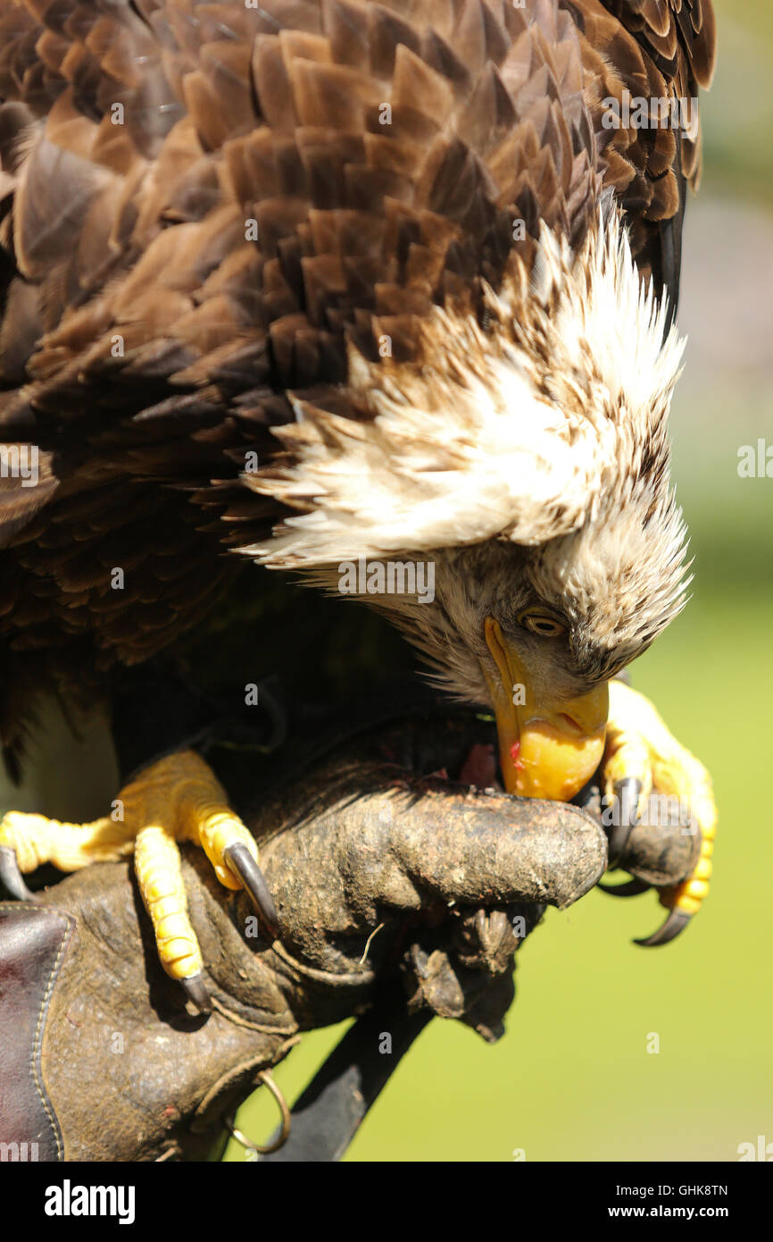 Claws of Bald Headed Eagle, sitting at mans hand, close up Stock Photo ...