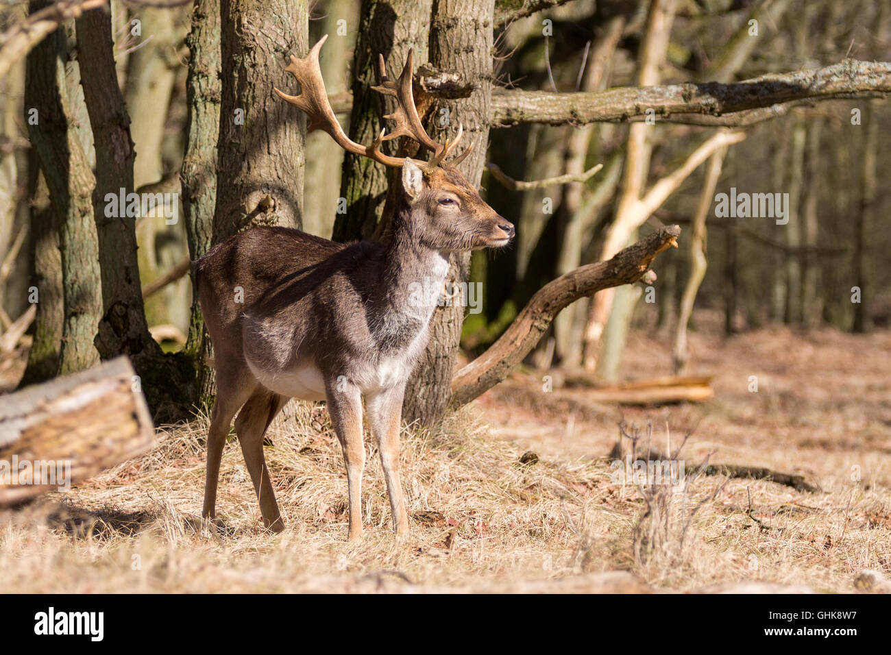 Whitetail deer with large rack in spring Stock Photo - Alamy