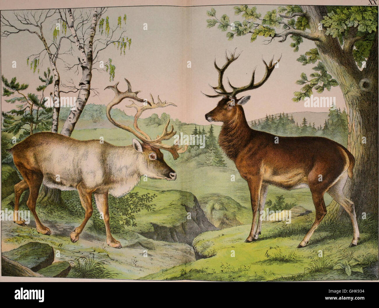 This educational resource explores the diverse world of animals ...