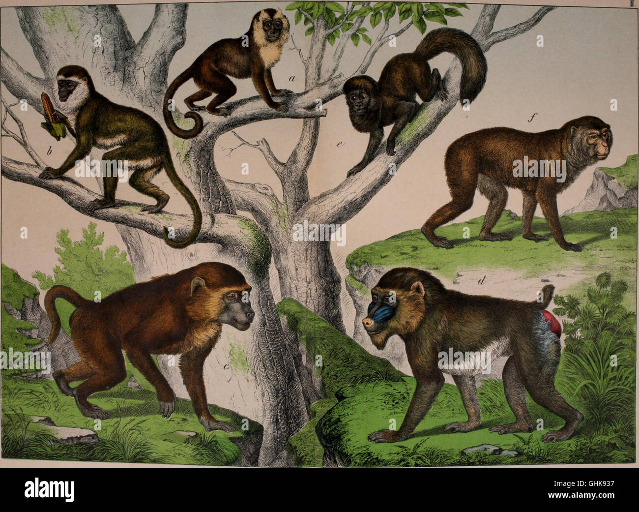 This natural history guide for young people covers mammals, birds ...