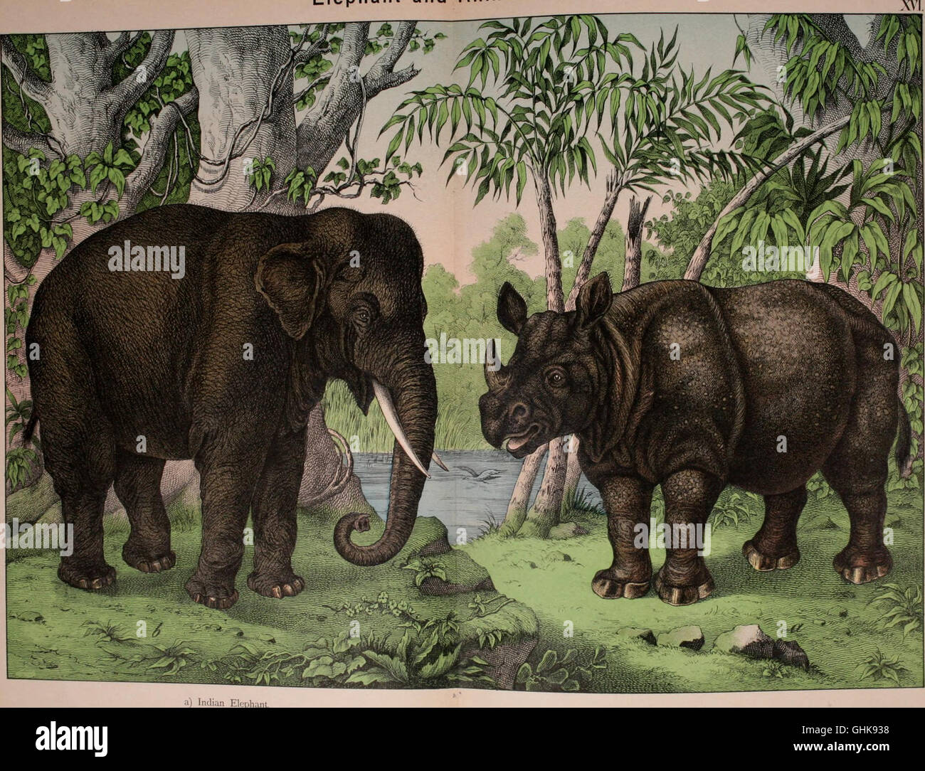 This educational work introduces young readers to the animal kingdom ...