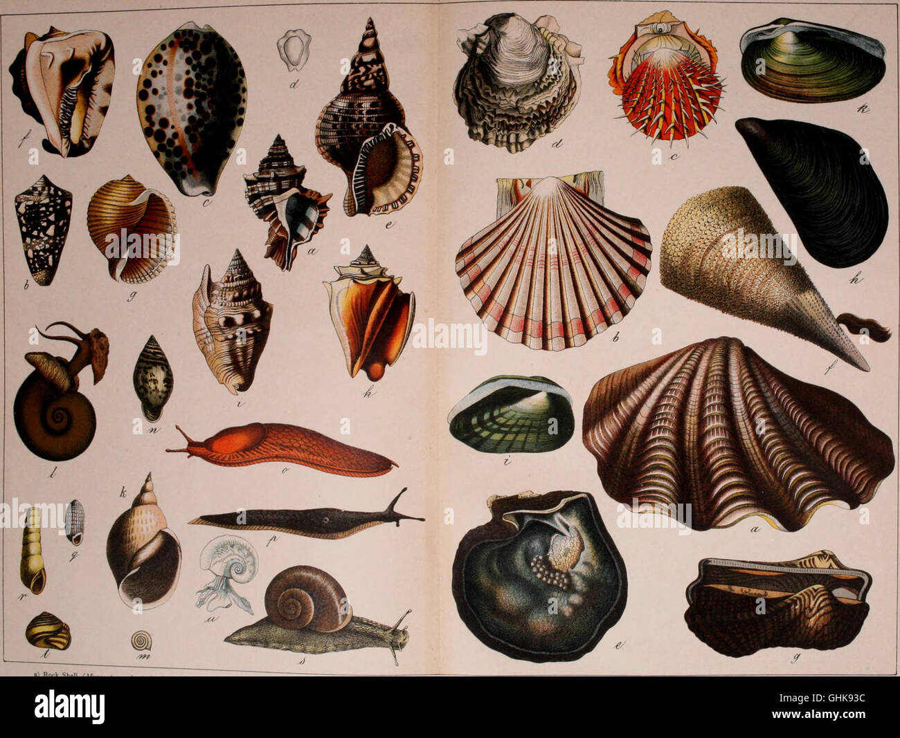 This natural history book for young readers covers the animal kingdom ...