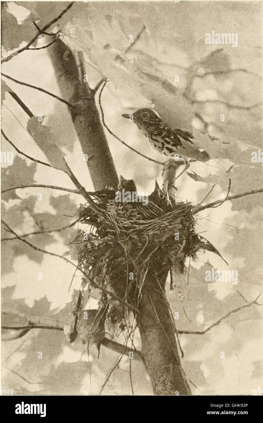 This 1902 guide teaches how to photograph various natural subjects ...