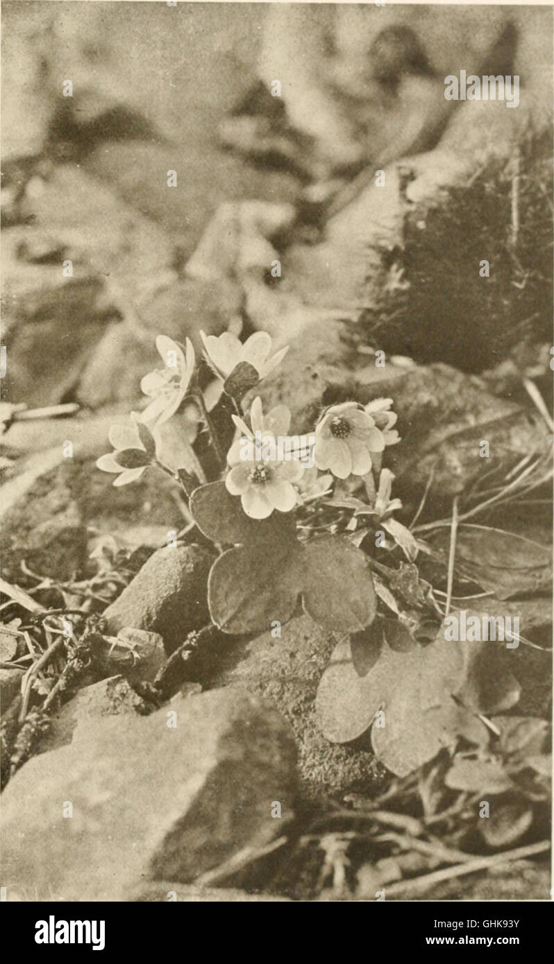 'Nature and the Camera' (1902) is a guide to photographing wildlife ...