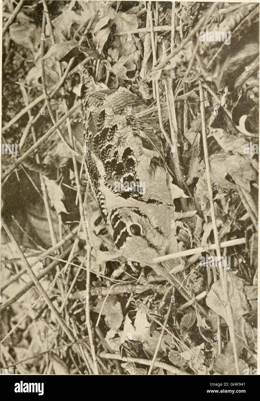 A 1902 guide on photographing various natural subjects, including live ...