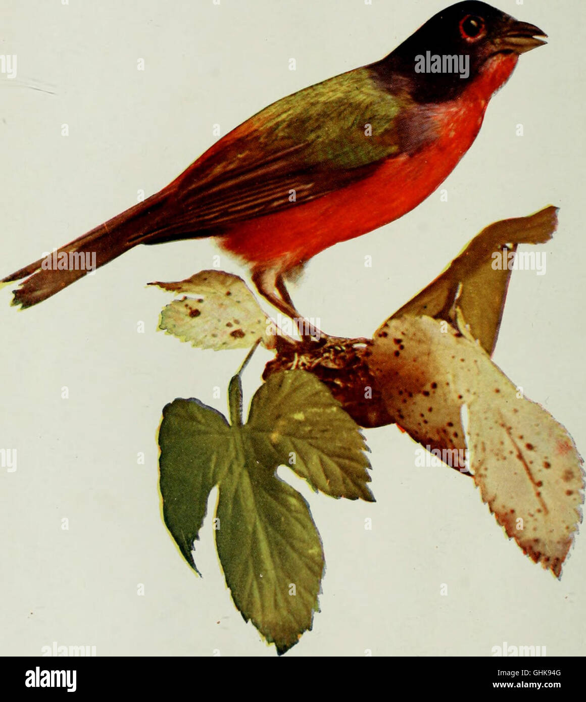 A collection of nature-focused articles and color photographs that ...