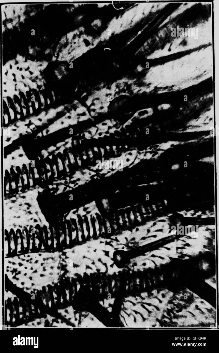 This 1905 book explores the microscopic world through detailed ...