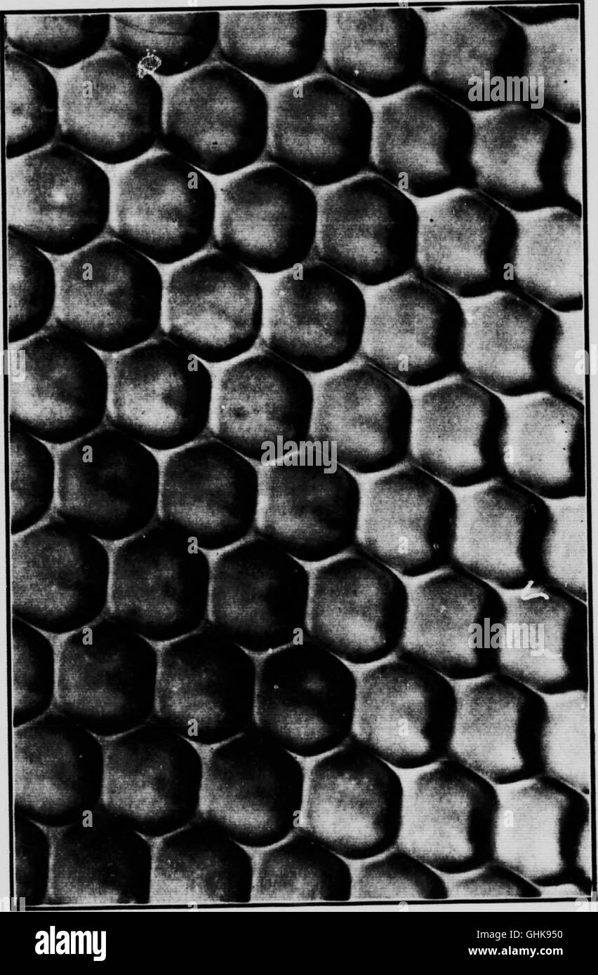 This 1905 work presents a visual exploration of nature through the lens ...