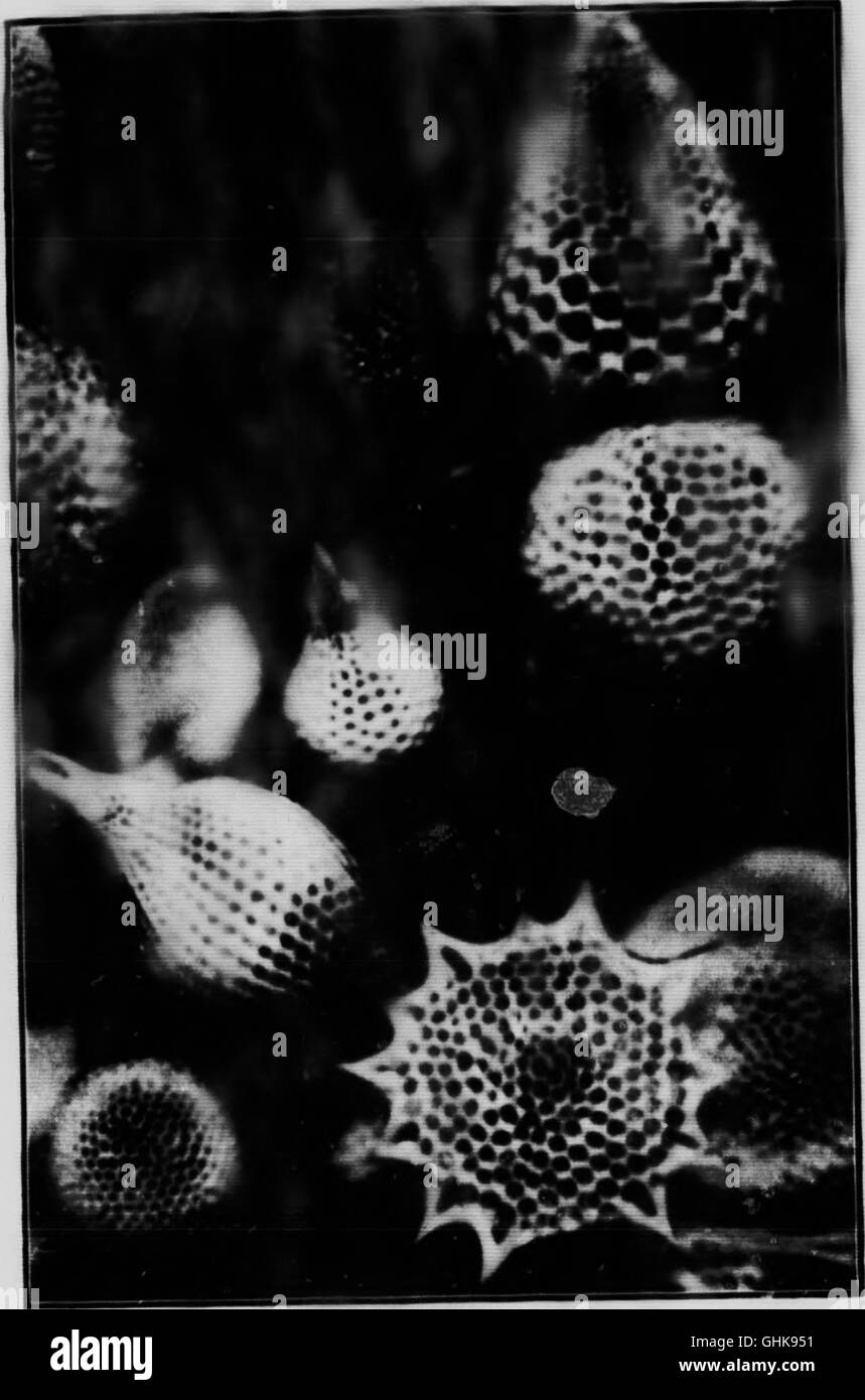 This work explores the natural world as seen through the lens of ...