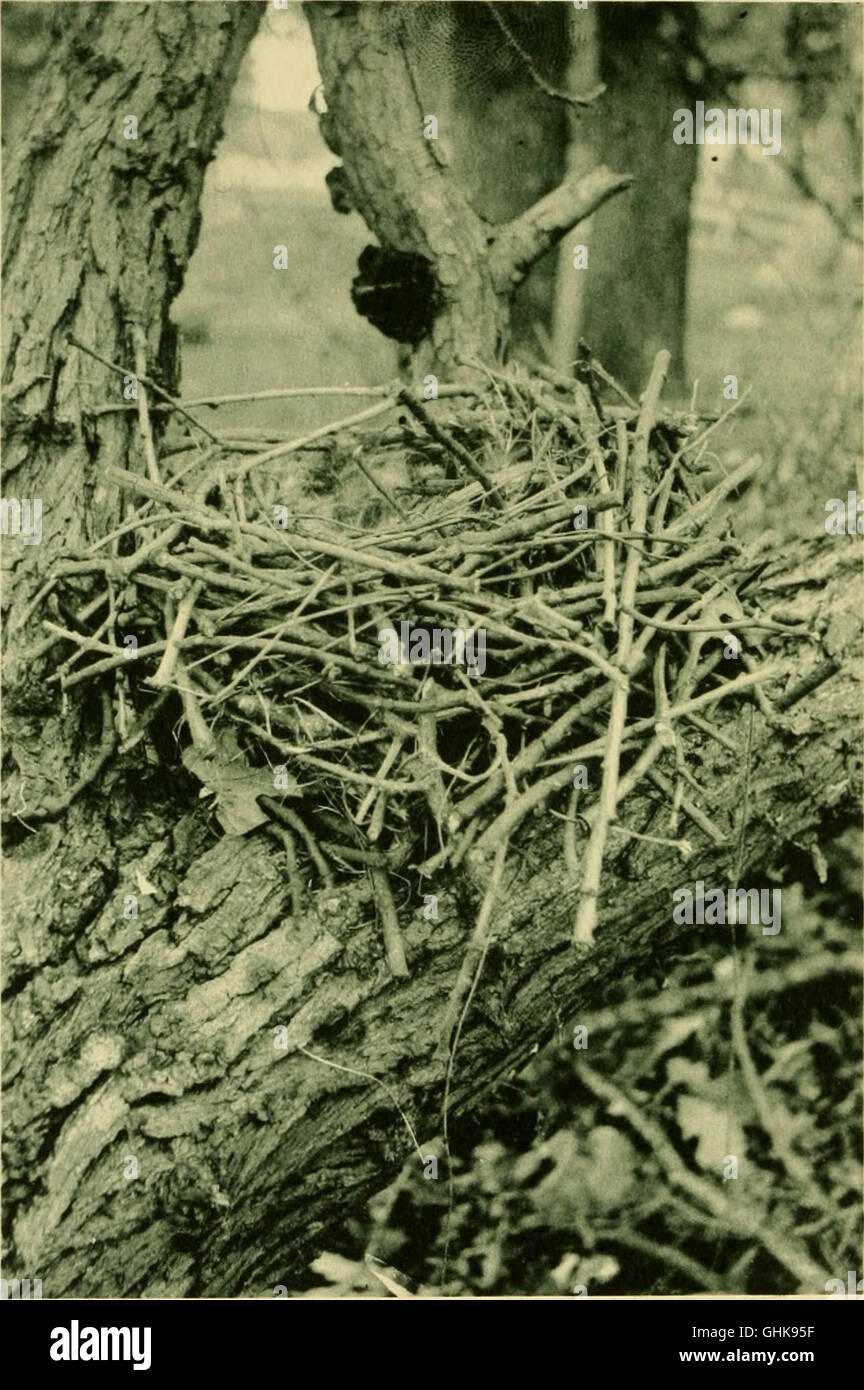 'Nestlings of Forest and Marsh' (1902), by Irene Grosvenor Wheelock ...