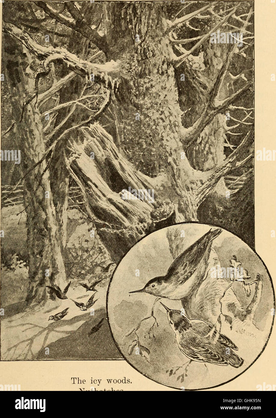 A 1898 work focused on the communication and behaviors of birds ...