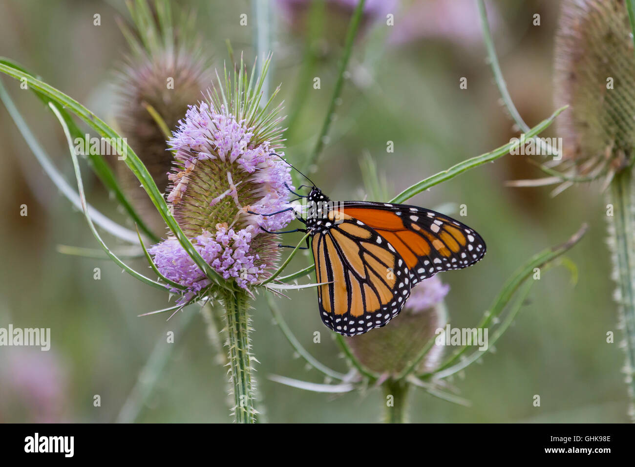 Monarch Butterfly feeding on the nectar of a teasel flower Stock Photo ...