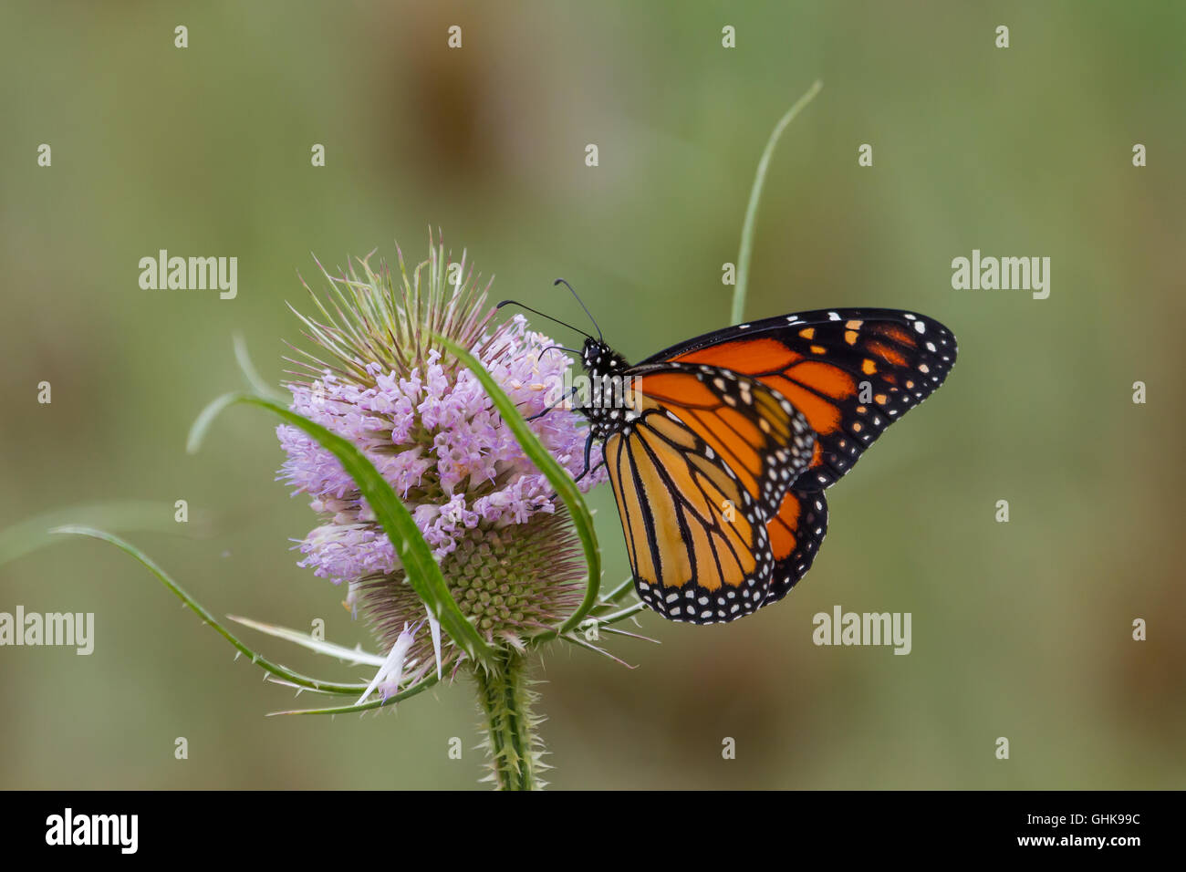 Nectar nature hi-res stock photography and images - Alamy
