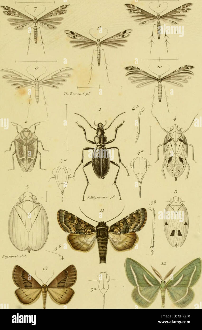 This 1880 work on Lepidoptera (butterflies and moths) provides detailed ...