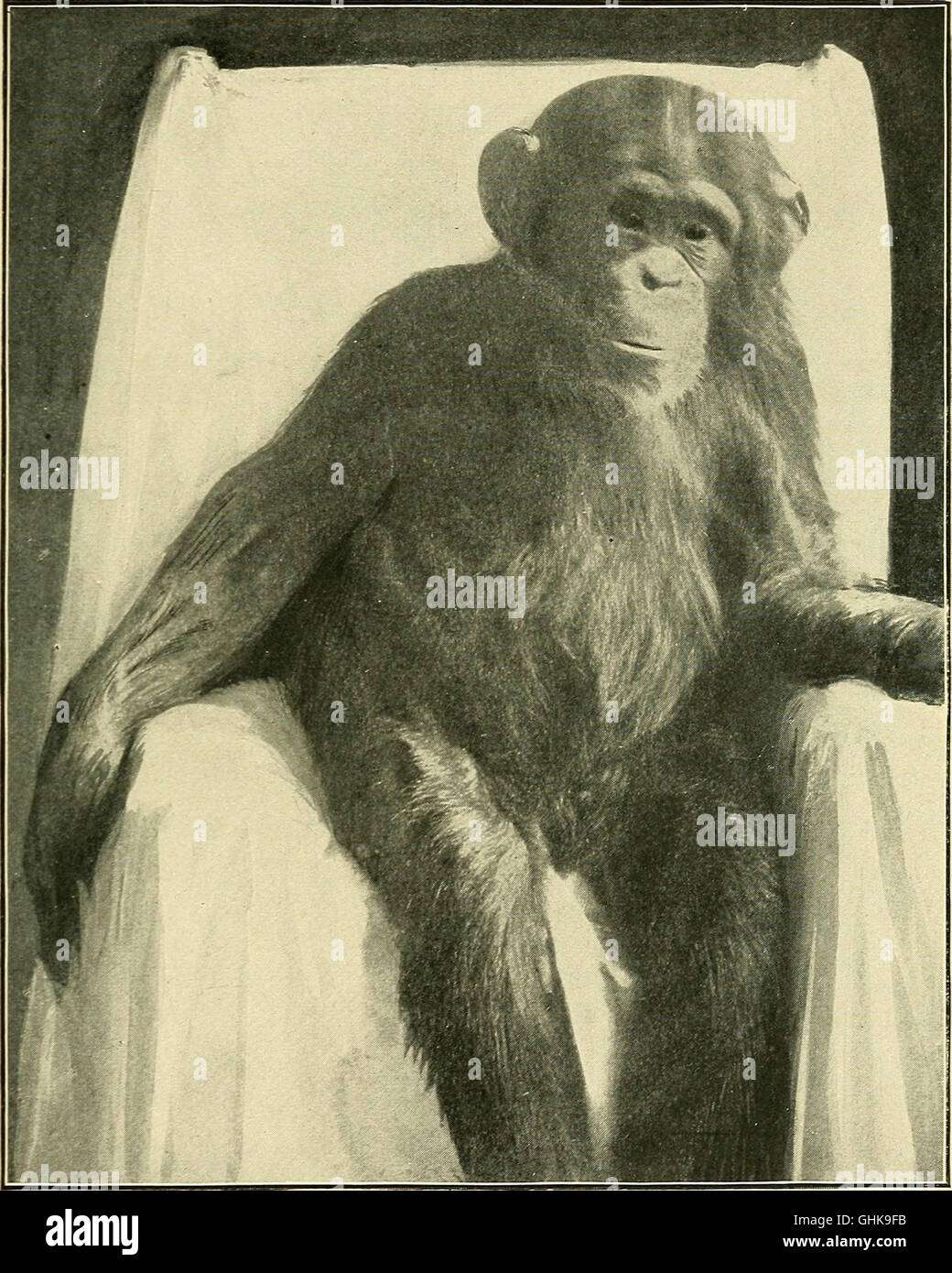 'Apes and Monkeys; Their Life and Language' (1900) explores the ...