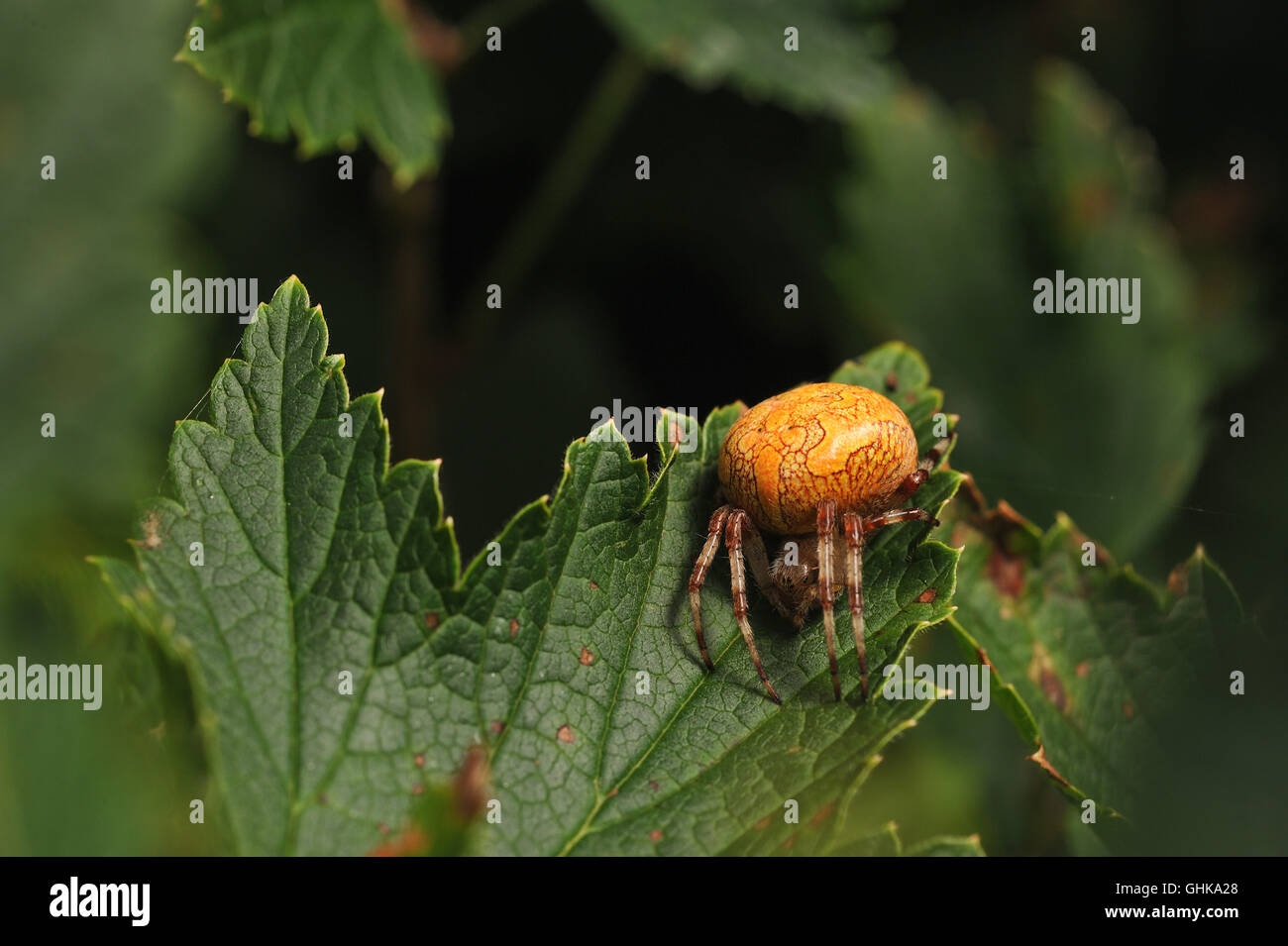 Araneus marmoreus. Spider with big yellow abdomen sits on the currant ...