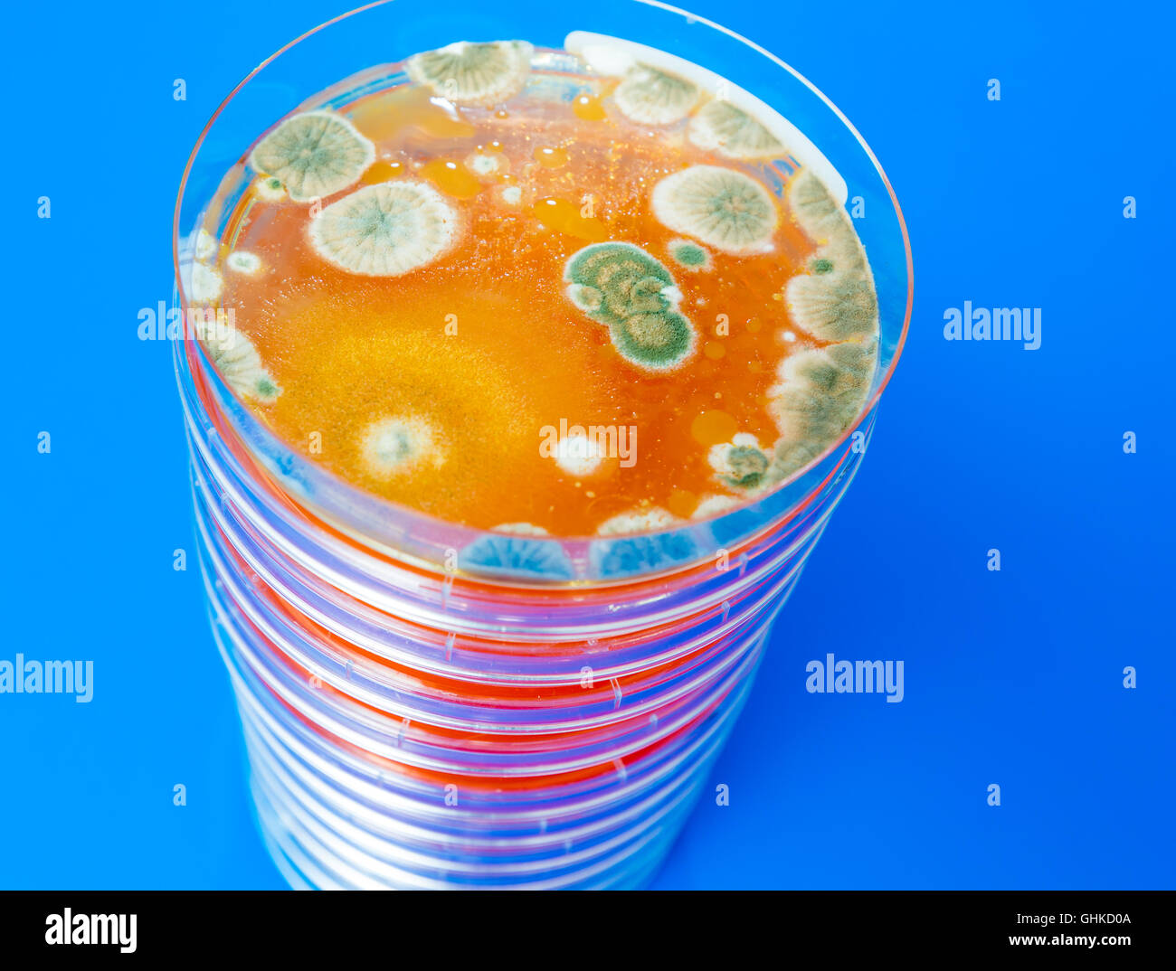 Stack of petri dishes on blue background Stock Photo - Alamy