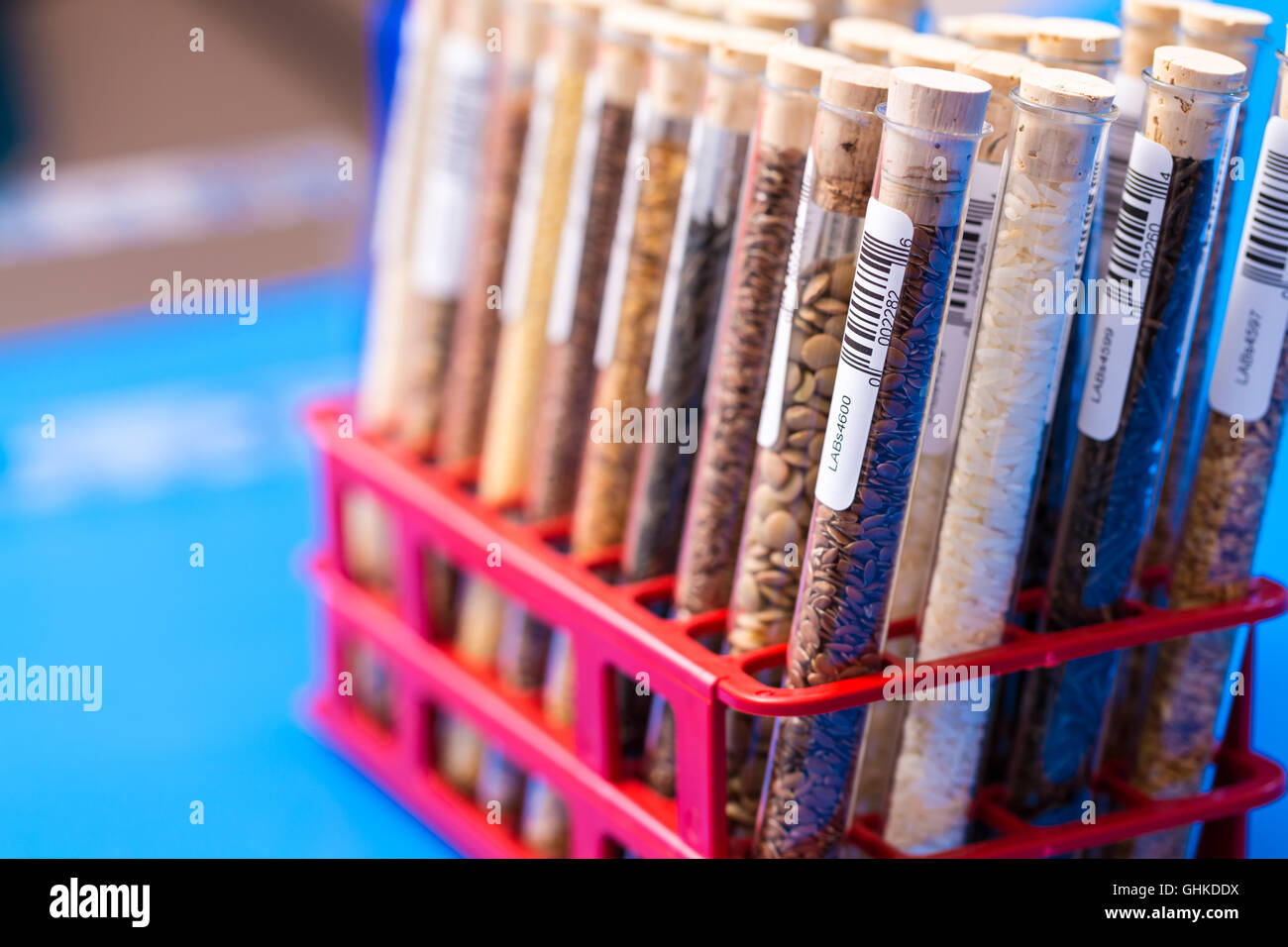 Seeds of agricultural plants in test tubes with bar code. GMO Test ...