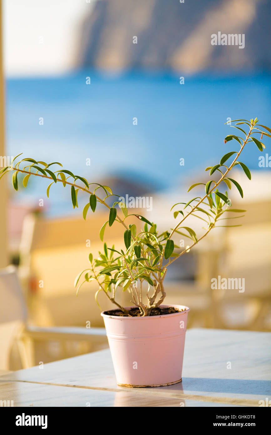 Green plant hi-res stock photography and images - Alamy