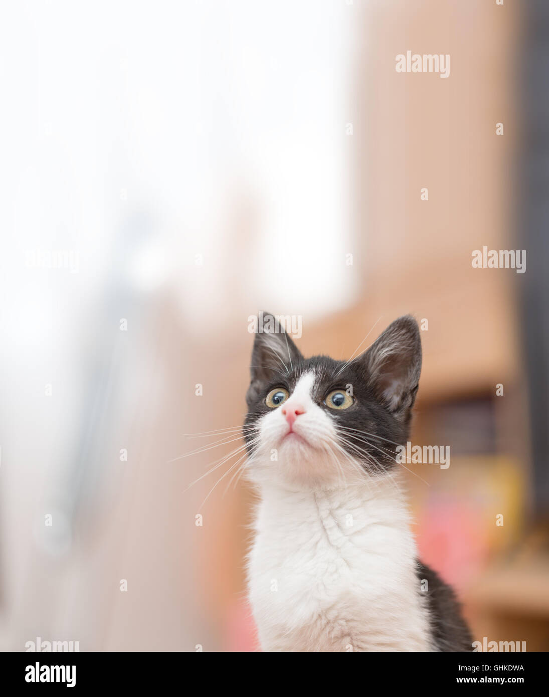 Kitty view hi-res stock photography and images - Alamy