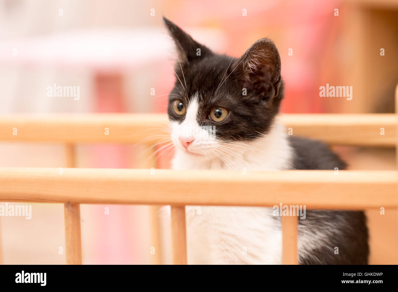 Kitty view hi-res stock photography and images - Alamy