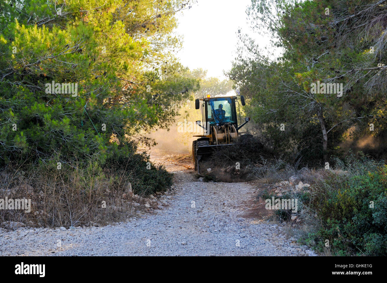 Forester clears a fire path in a pine tree forest Photographed in ...