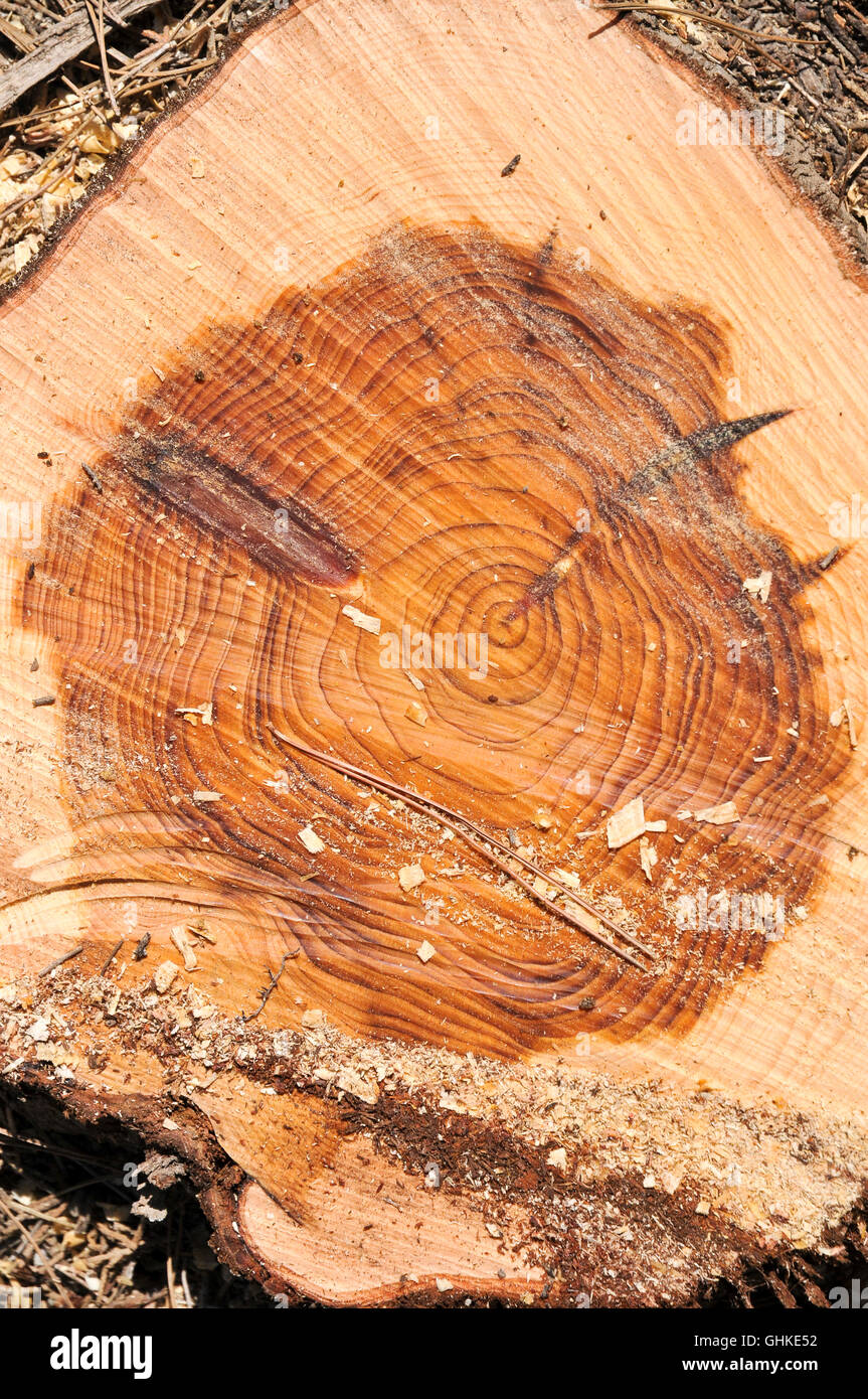 Cross section through trunk hi-res stock photography and images - Alamy