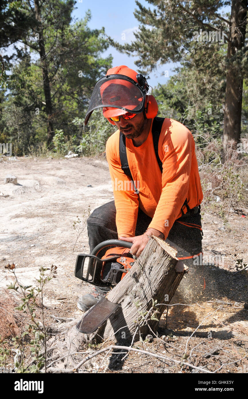 Foresters working in a pine forest, cutting down trees to to thin out ...