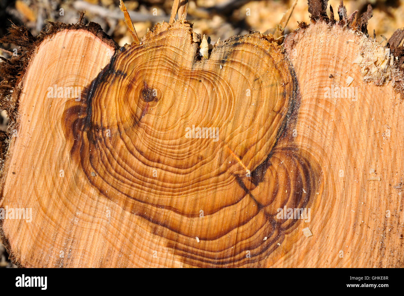 Close up a section through a pine tree trunk This shows marked growth ...