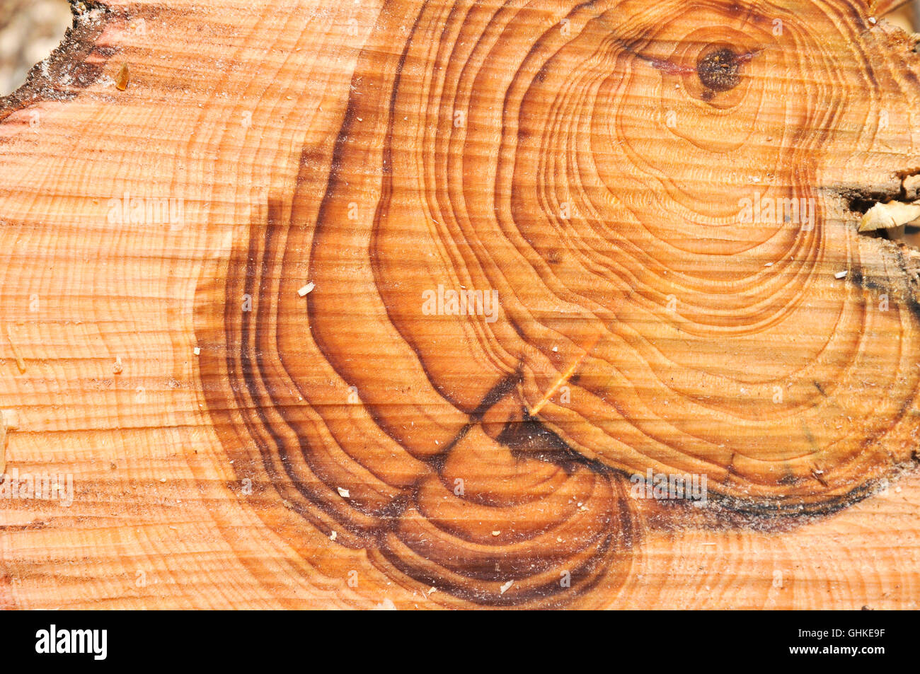 Annual Rings Stock Photos & Annual Rings Stock Images - Alamy