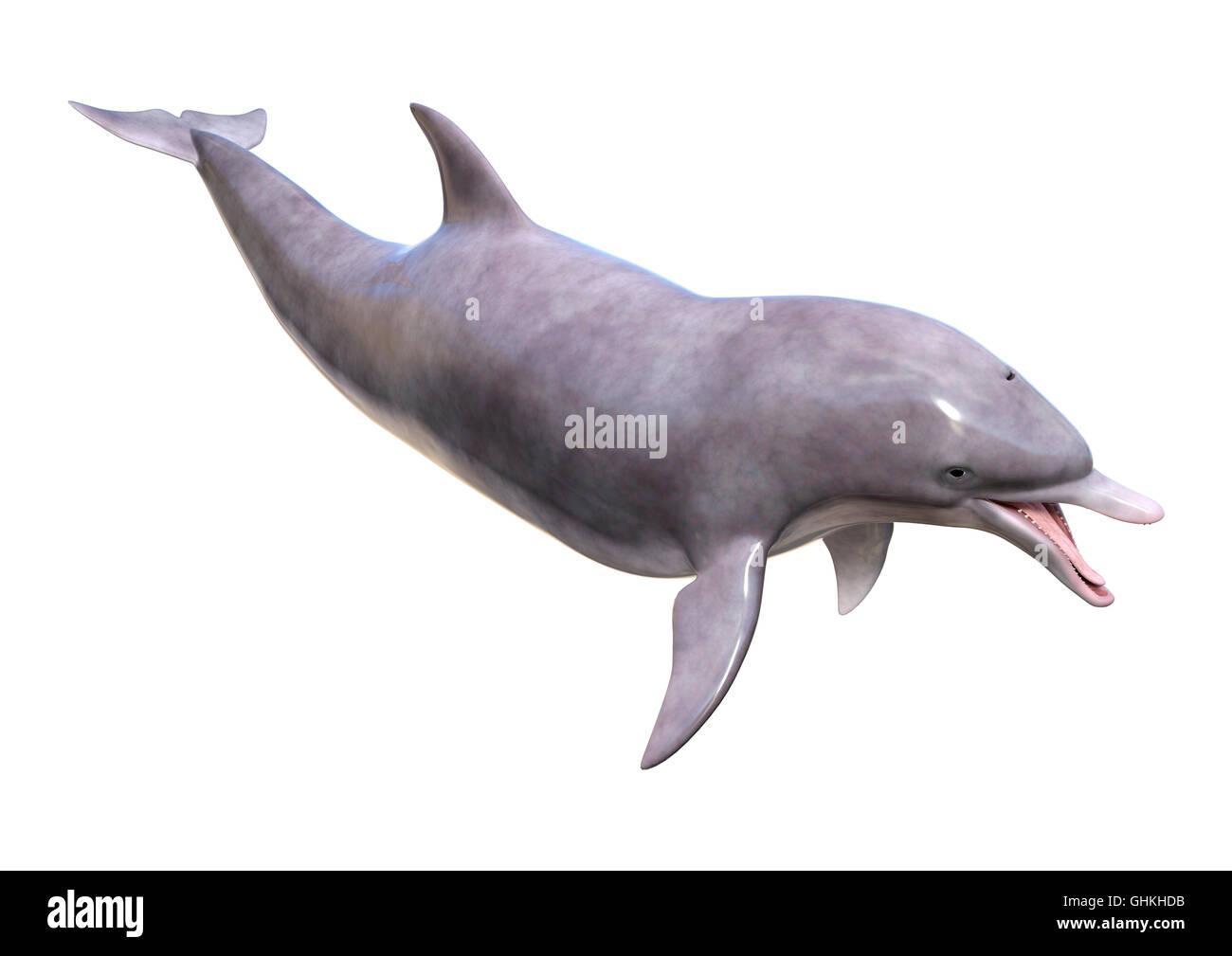 3D rendering of a dolphin isolated on white background Stock Photo - Alamy