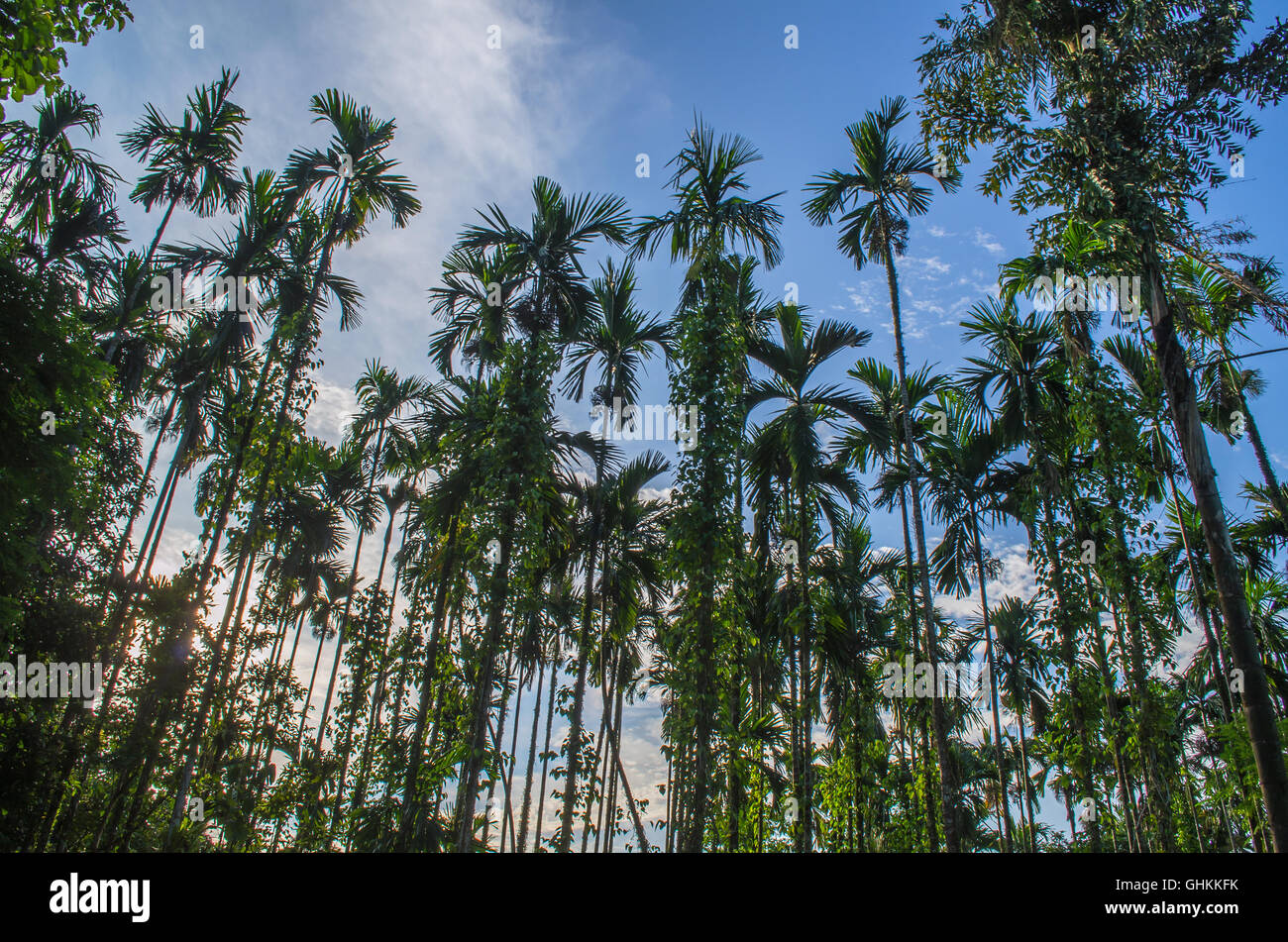 Tribes of assam hi-res stock photography and images - Alamy