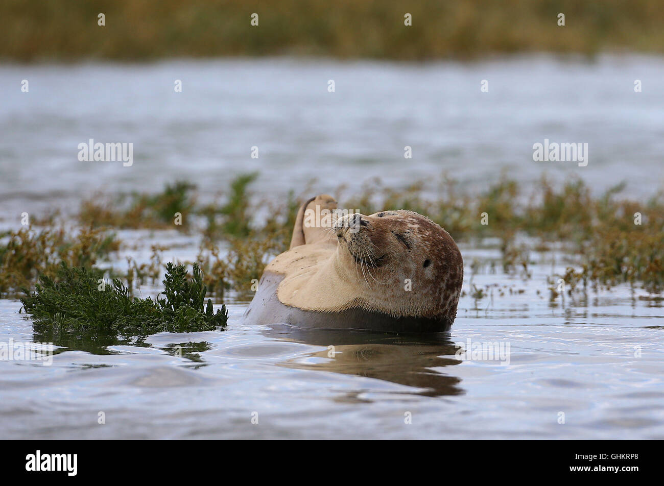 London harbour seals hi-res stock photography and images - Alamy