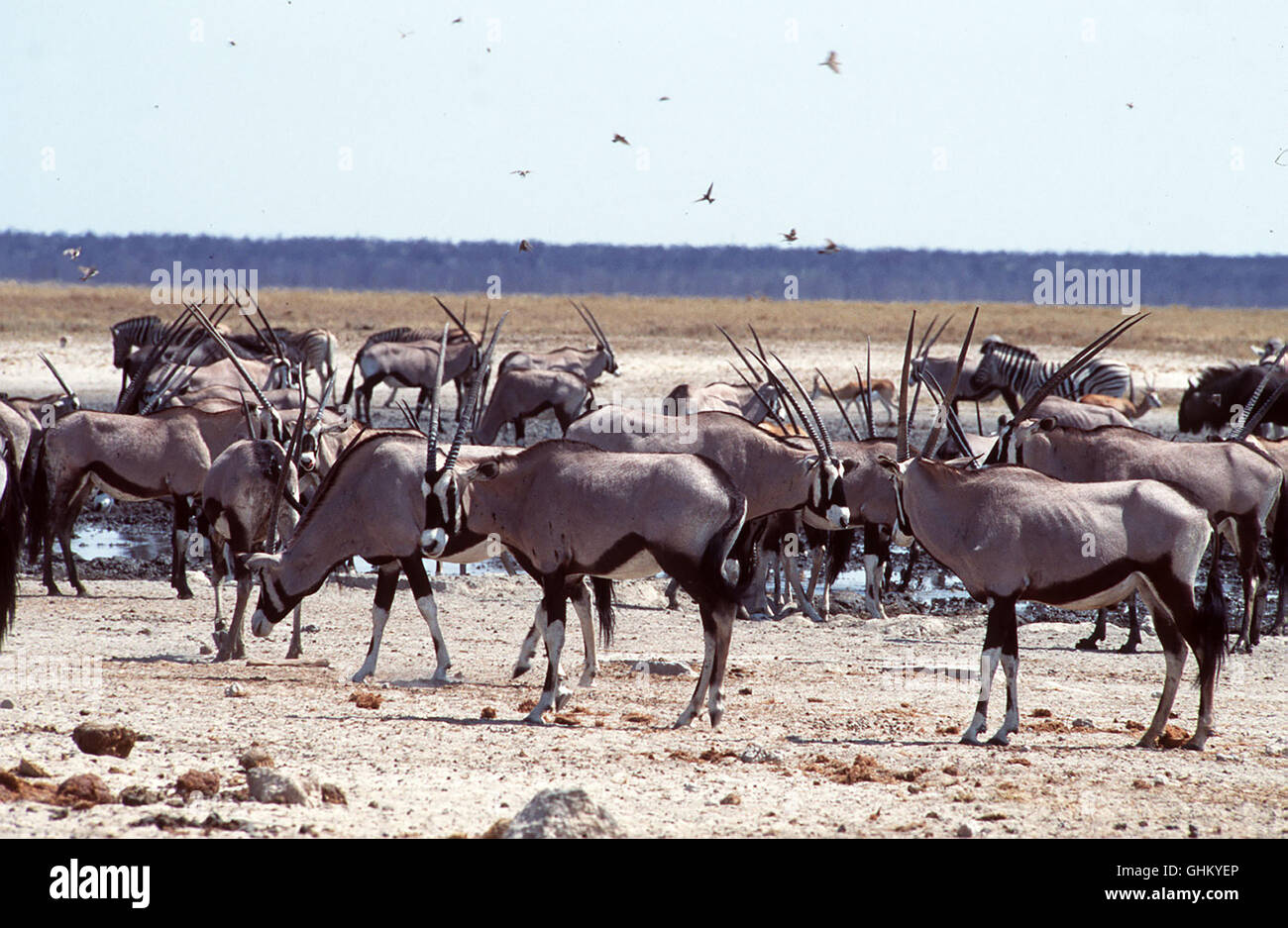 Geboren in der serengeti hi-res stock photography and images - Alamy