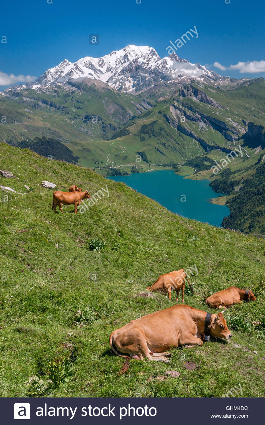 Tarentaise Cow High Resolution Stock Photography and Images - Alamy