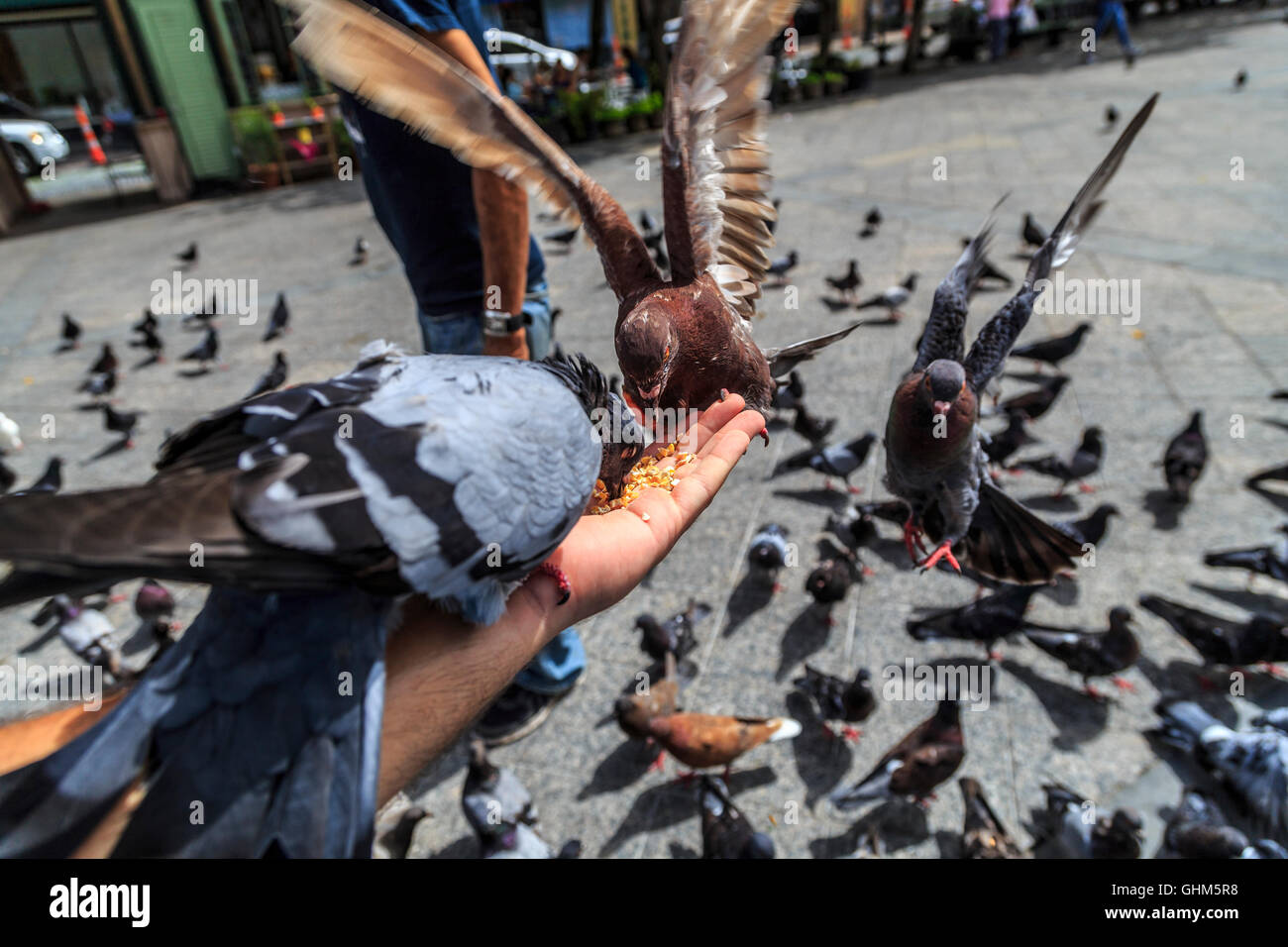 Pigeons Feeding on the Palm of a Hand and Flying Stock Photo - Alamy