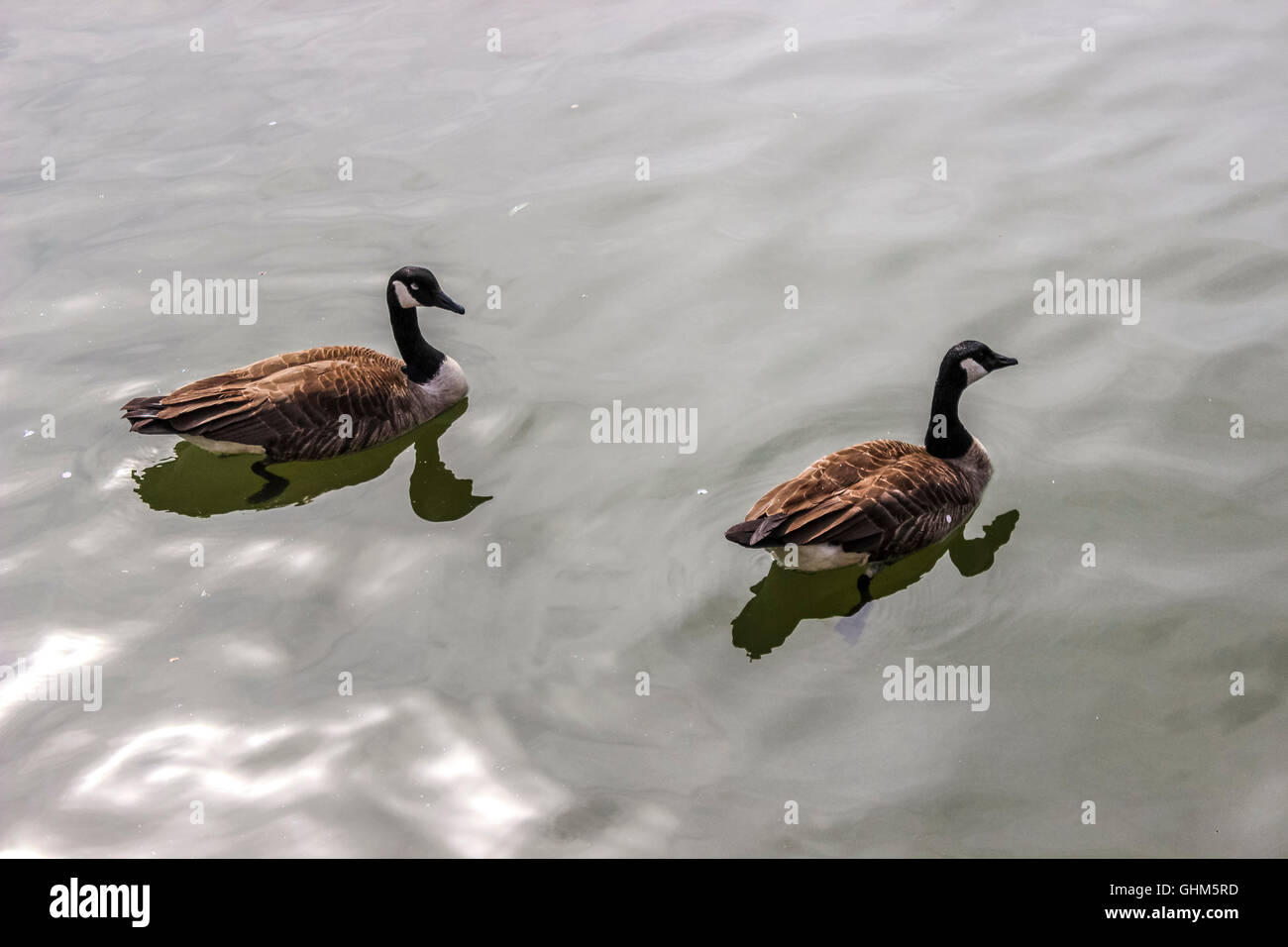 Dc goose hi-res stock photography and images - Alamy