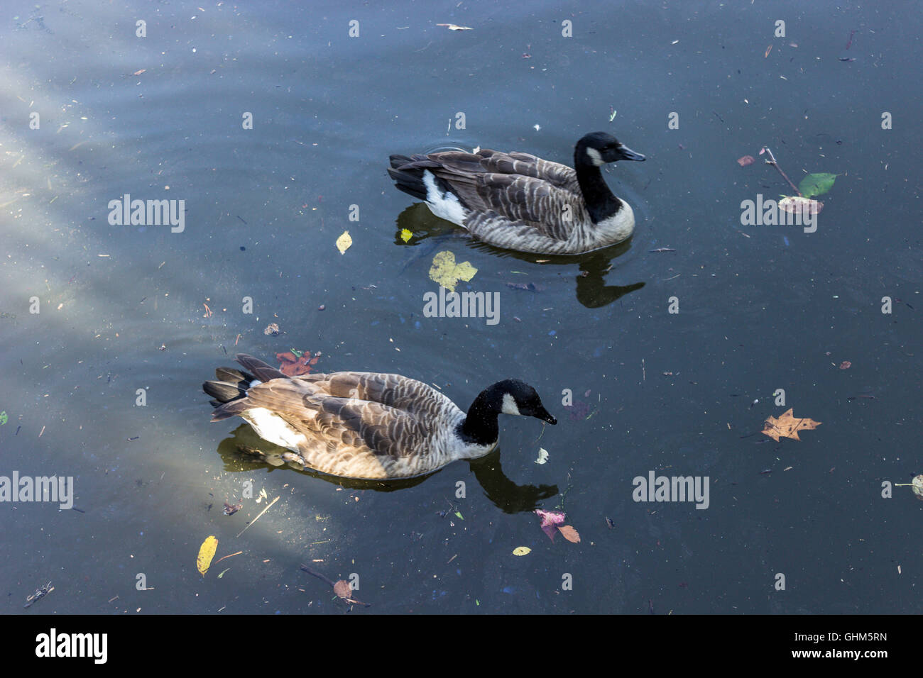 Dc goose hi-res stock photography and images - Alamy