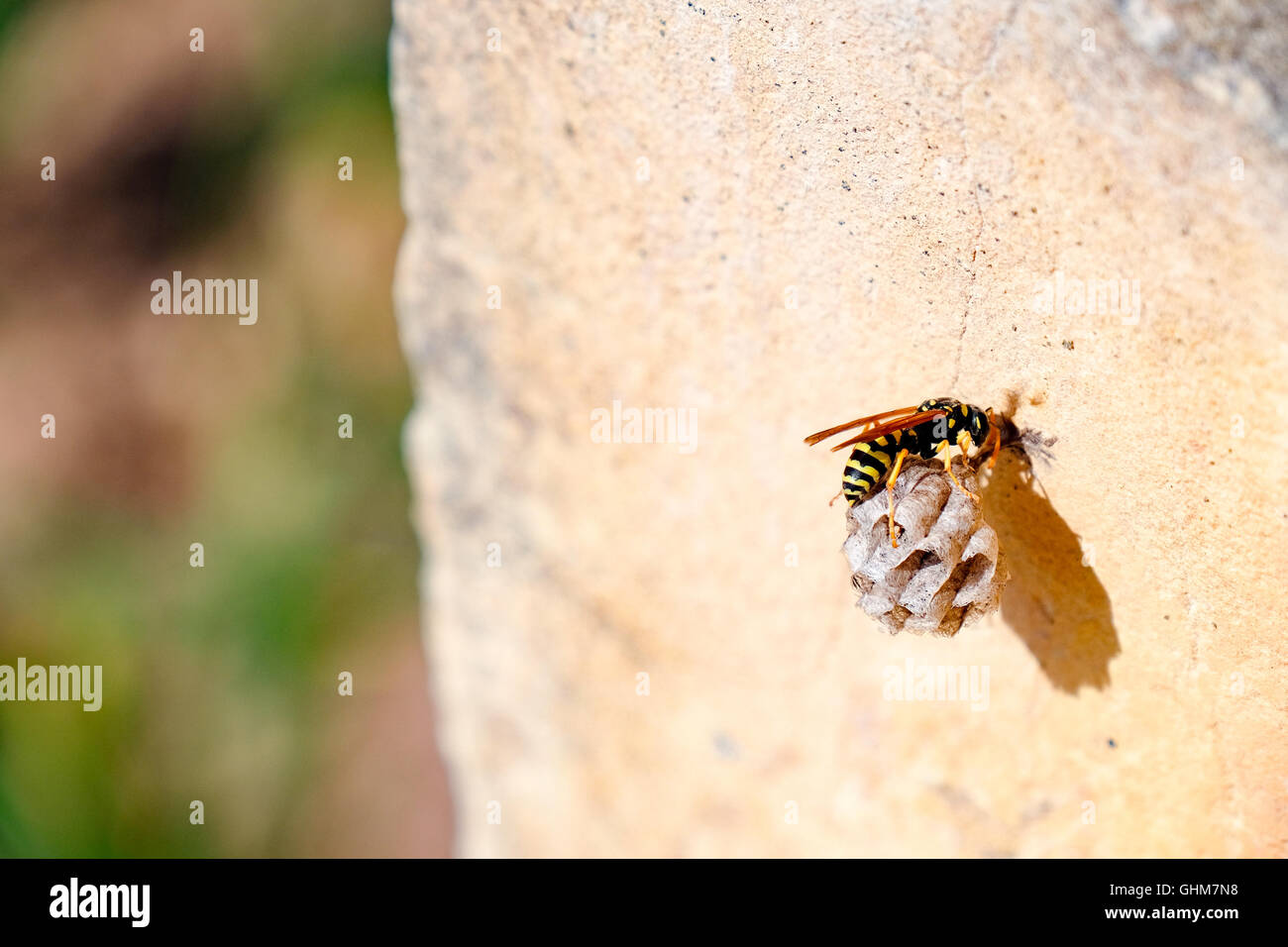 Queen wasp hi-res stock photography and images - Alamy