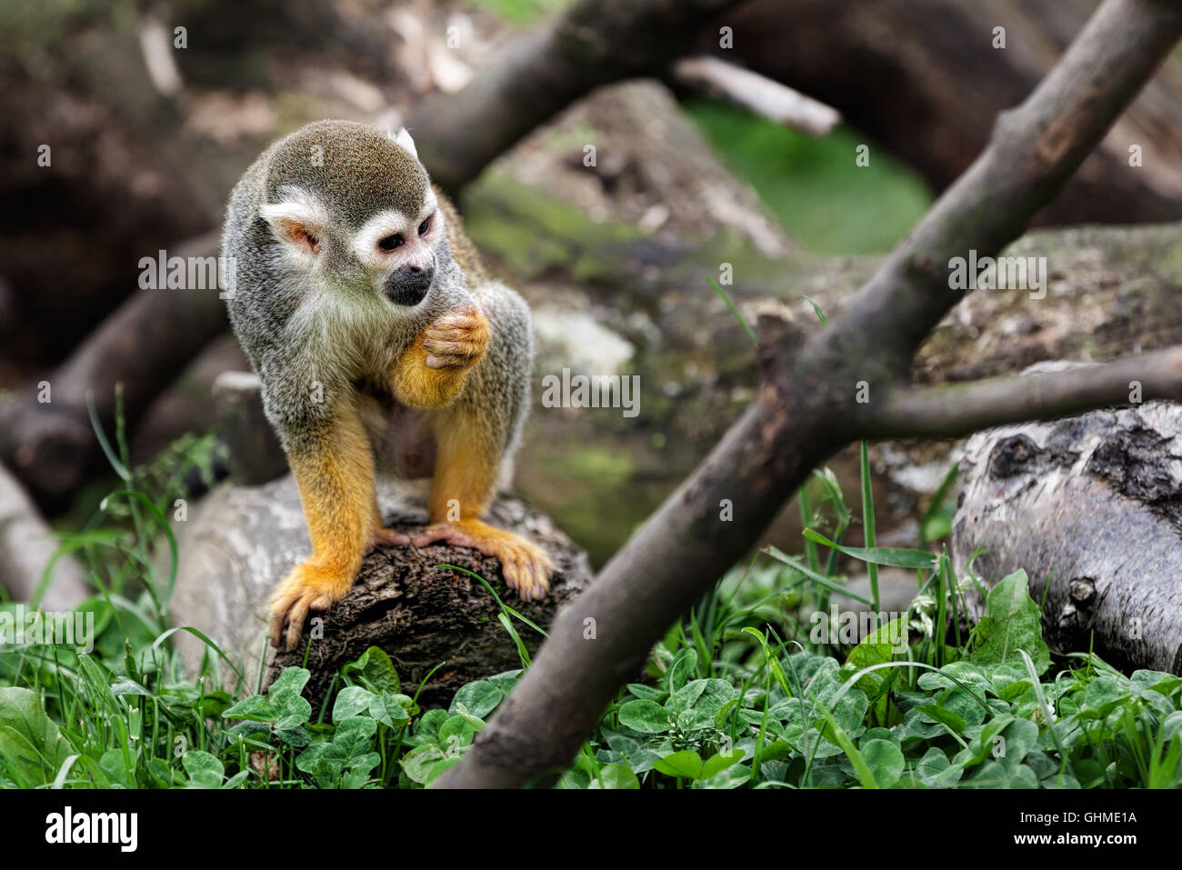 Monkey in a tree hi-res stock photography and images - Alamy