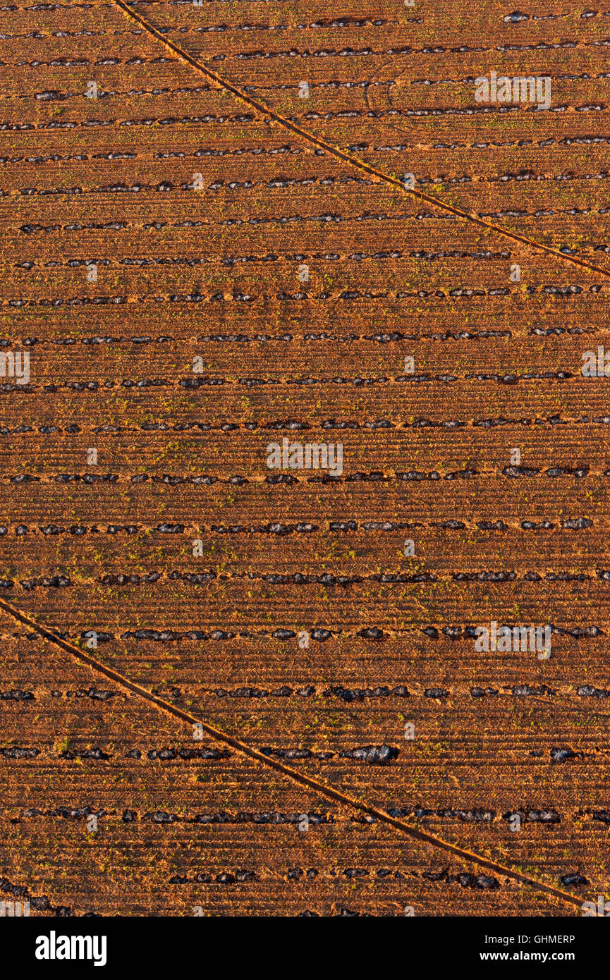 Maize fields ridges hi-res stock photography and images - Alamy