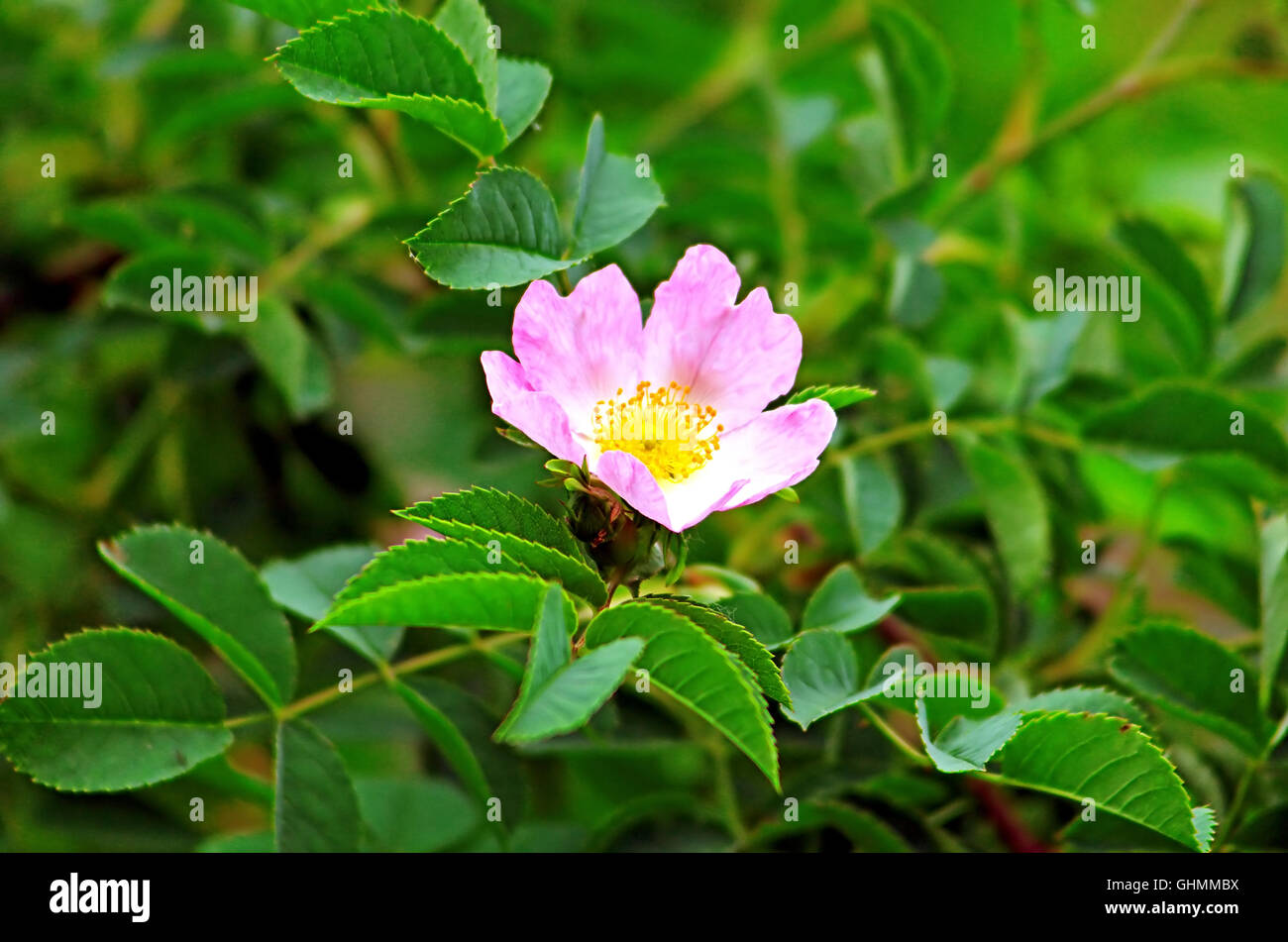 Briar flower in the garden Stock Photo - Alamy