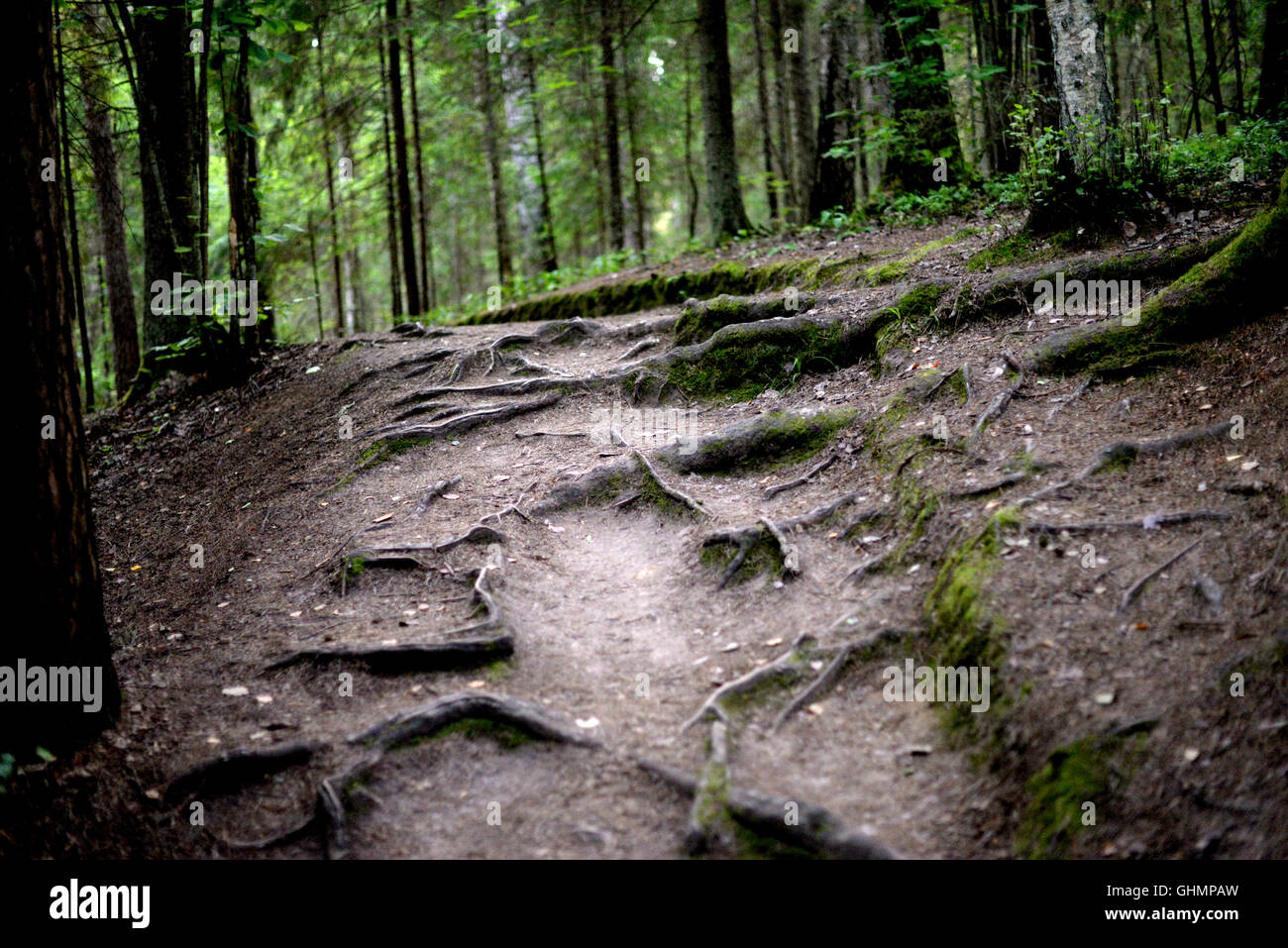 Slope forest hi-res stock photography and images - Alamy