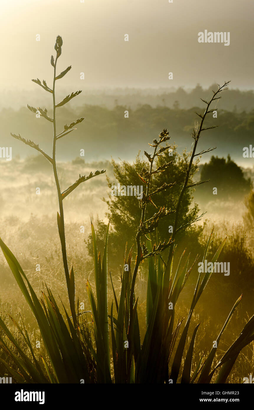 Flax plant and mist near Mount Ruapehu, Tongariro National Park, North ...
