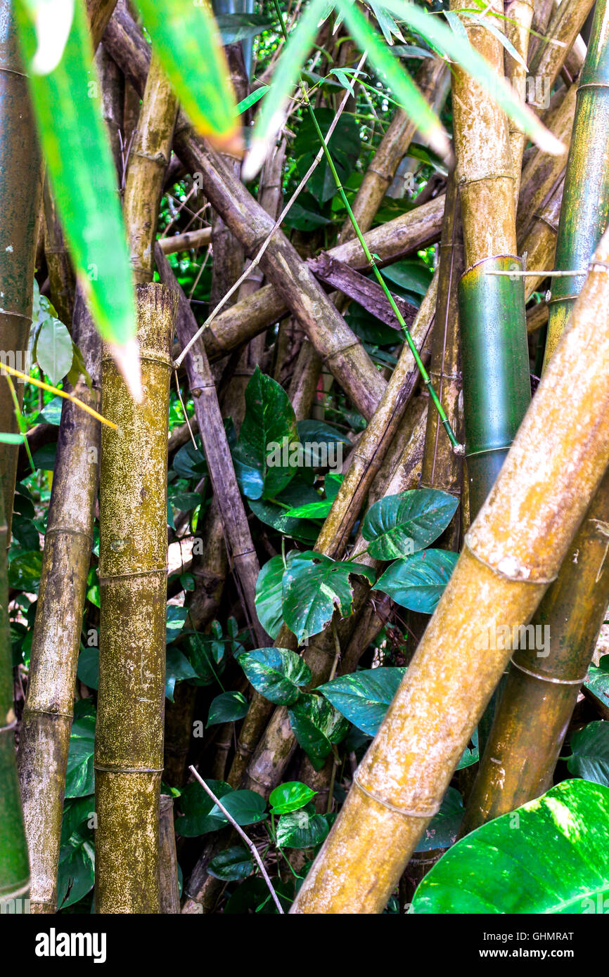 Dense Bamboo cluster Stock Photo - Alamy