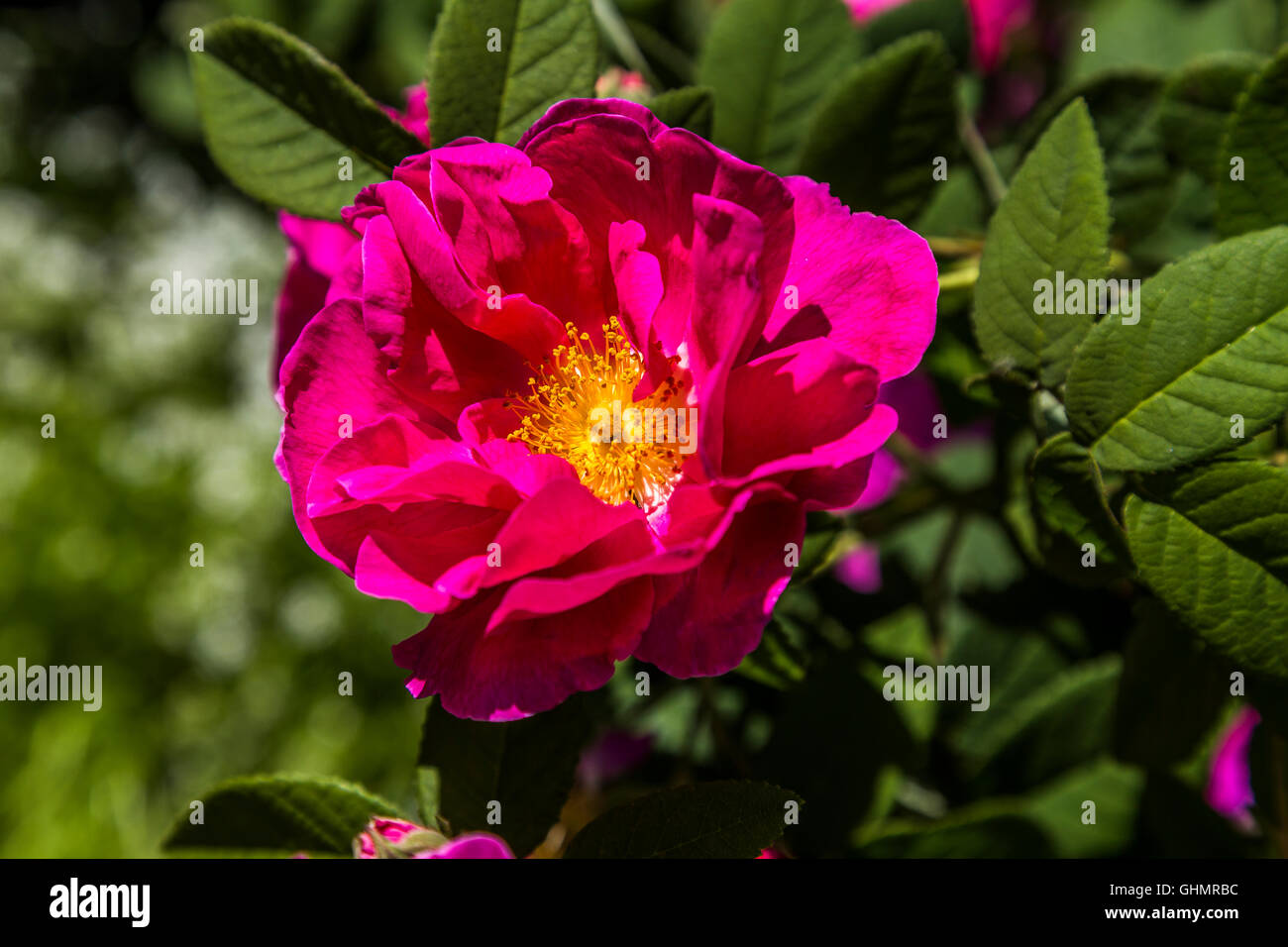 Red Beach Rose Stock Photo - Alamy